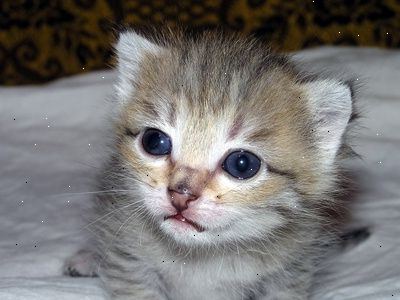 Hvordan til at identificere og behandle katte orme – E2Y