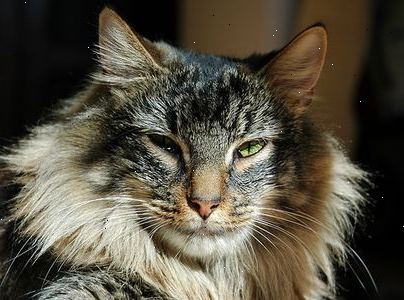 Hvordan man sikkert trimme lange hår katte – E2Y